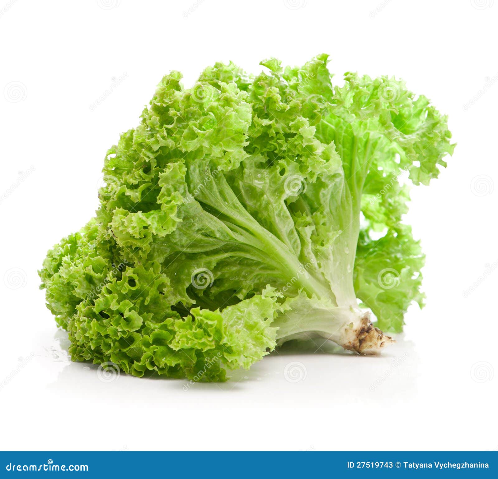 Green leaves lettuce stock image. Image of plant, nature - 27519743