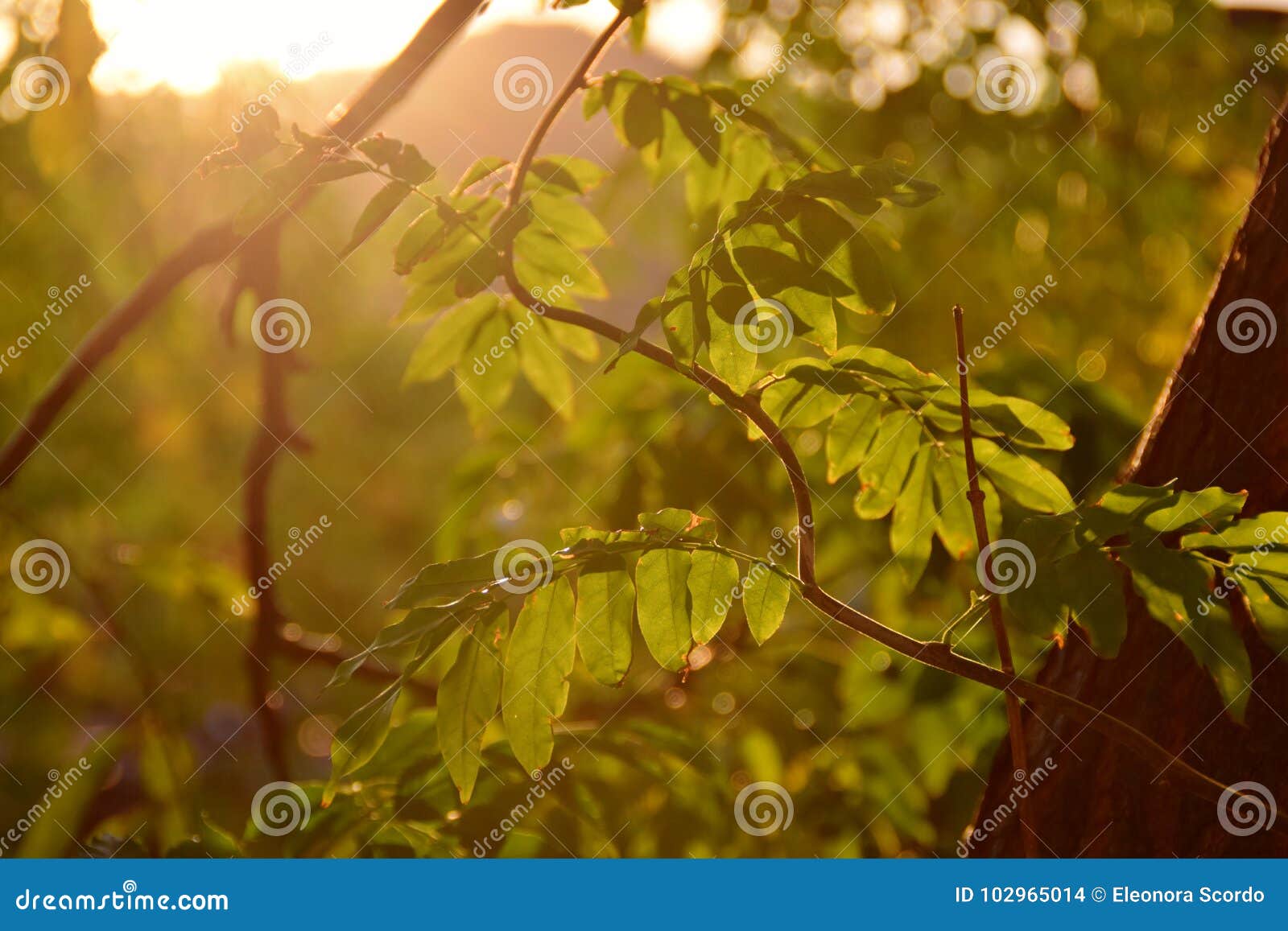 Green Leaves and Light Reflections Stock Photo - Image of leaves ...