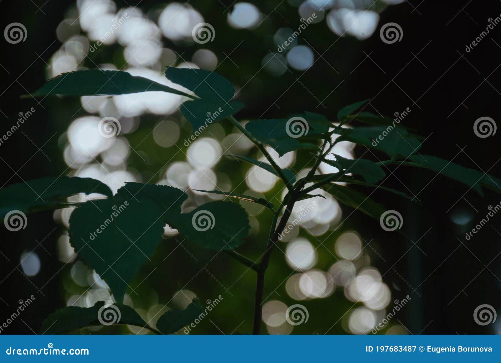 Green leaves and lights stock image. Image of leaves - 197683487