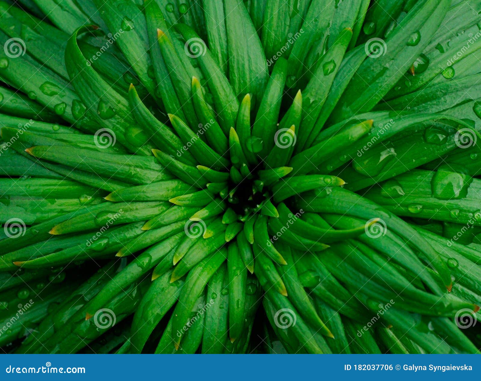 Green leaves of lily stock photo. Image of lily, color - 182037706