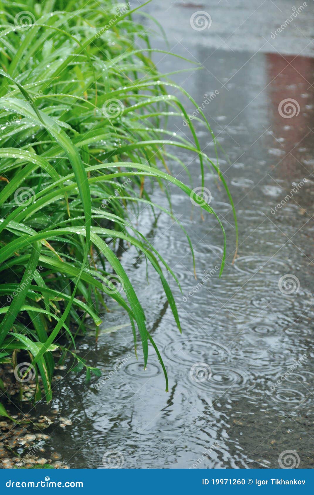 The Green Leaves of Lily Under the Fine Rain Stock Photo - Image of ...