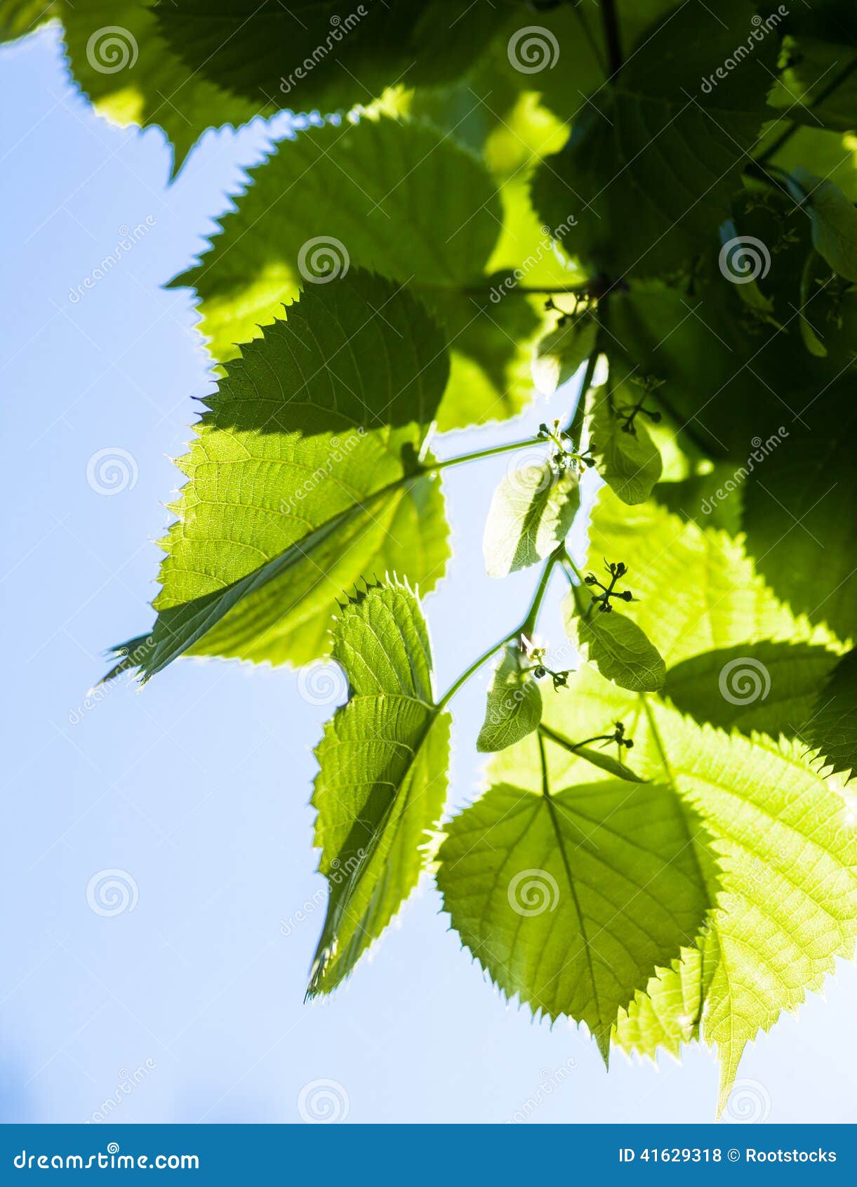 Green Leaves of the Lime Tree in the Sunshine Stock Photo - Image of ...