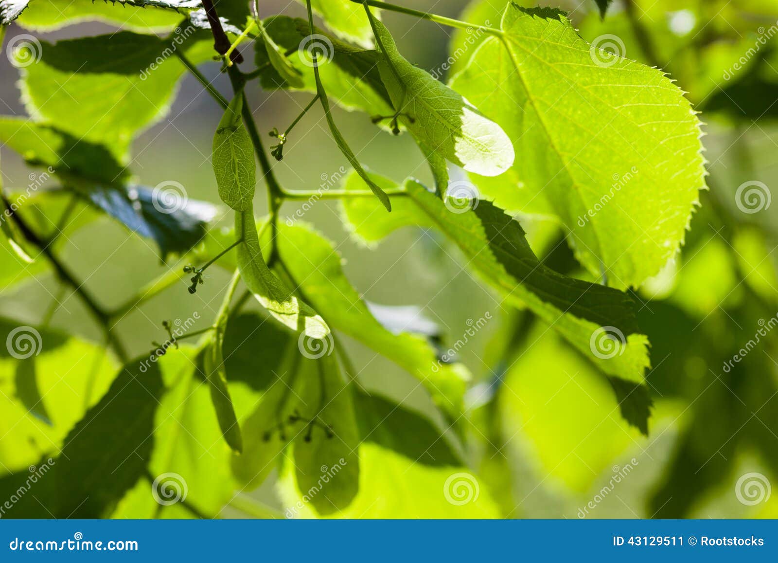 Green Leaves of the Lime Tree in the Sunshine Stock Image - Image of ...