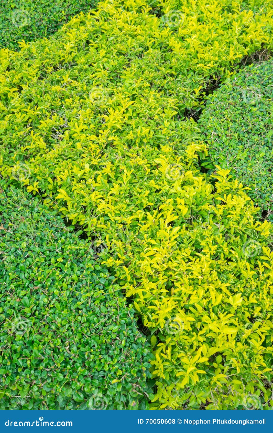 Green leaves line stock photo. Image of freshness, lush - 70050608