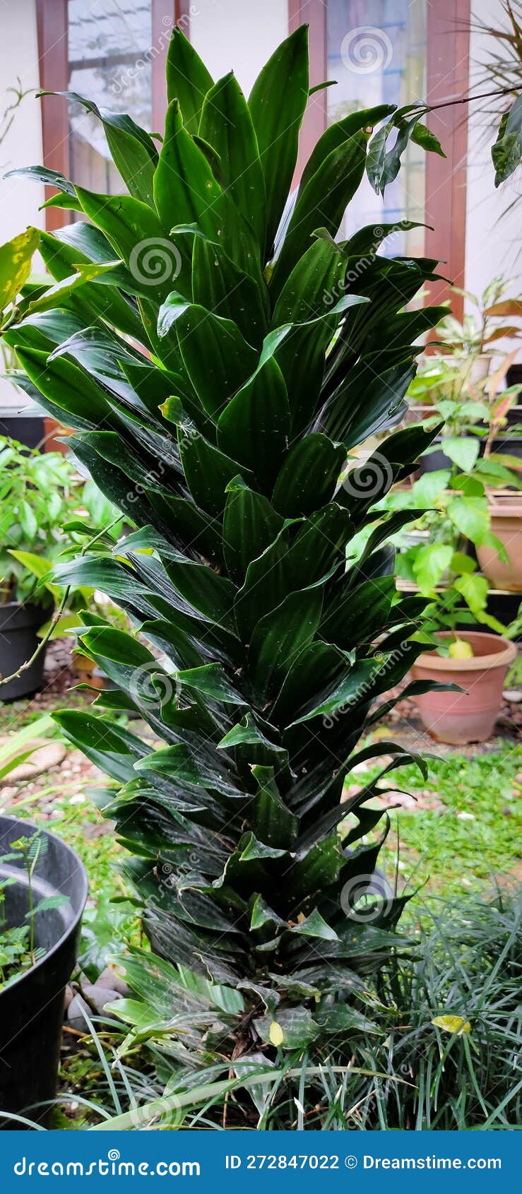Long Or Tall Stem Of The Alocasia Elephant Ear Plant Stock Photography ...