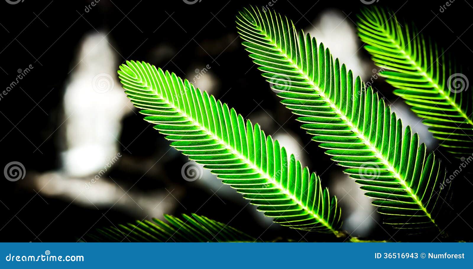 Green leaves stock image. Image of leaf, beauty, nature - 36516943