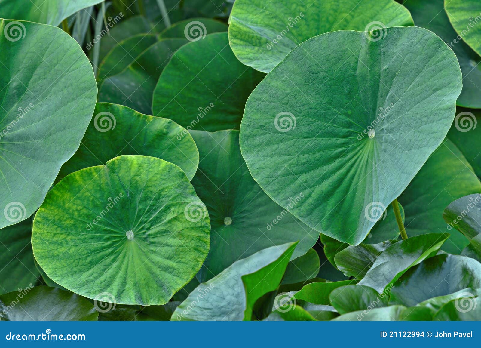Green leaves of the Lotus stock photo. Image of sacred - 21122994