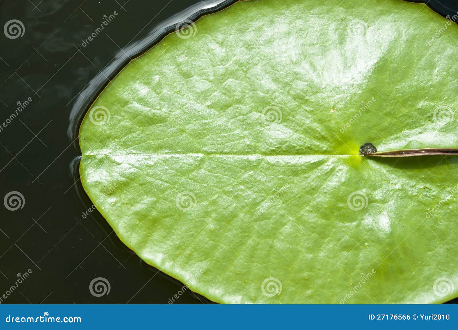 Green Leaves of Lotus Flower Stock Photo - Image of petal, meditating ...