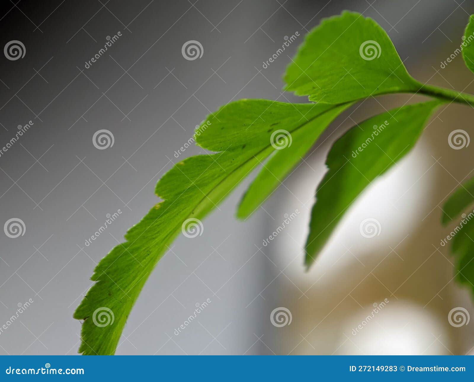 Green leaves in macro stock image. Image of food, shrub - 272149283