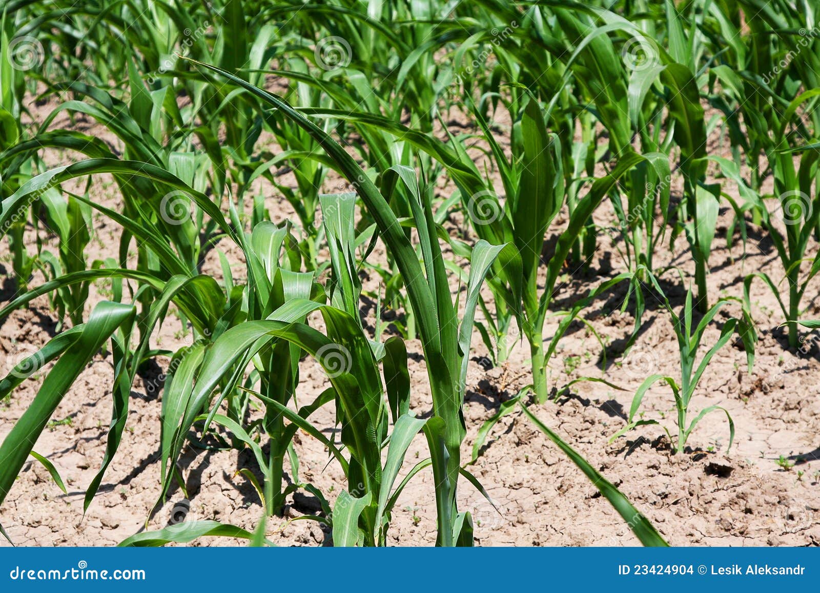 Green Leaves of Maize Growing in the Field Stock Photo - Image of dirt ...