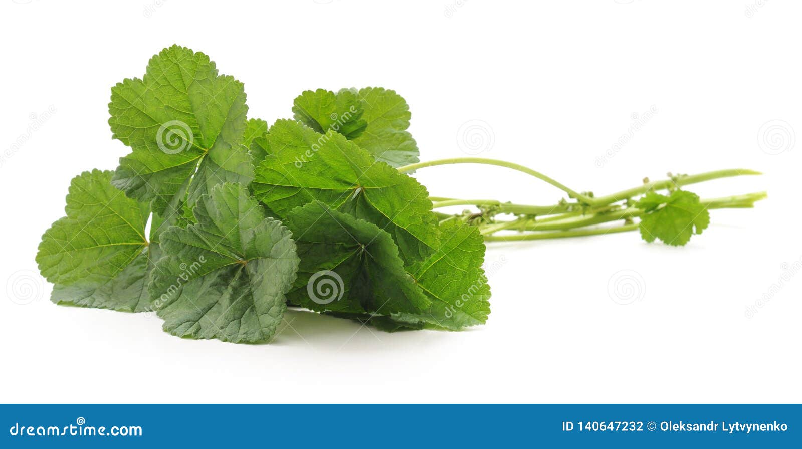 Green leaves of malva stock photo. Image of closeup - 140647232