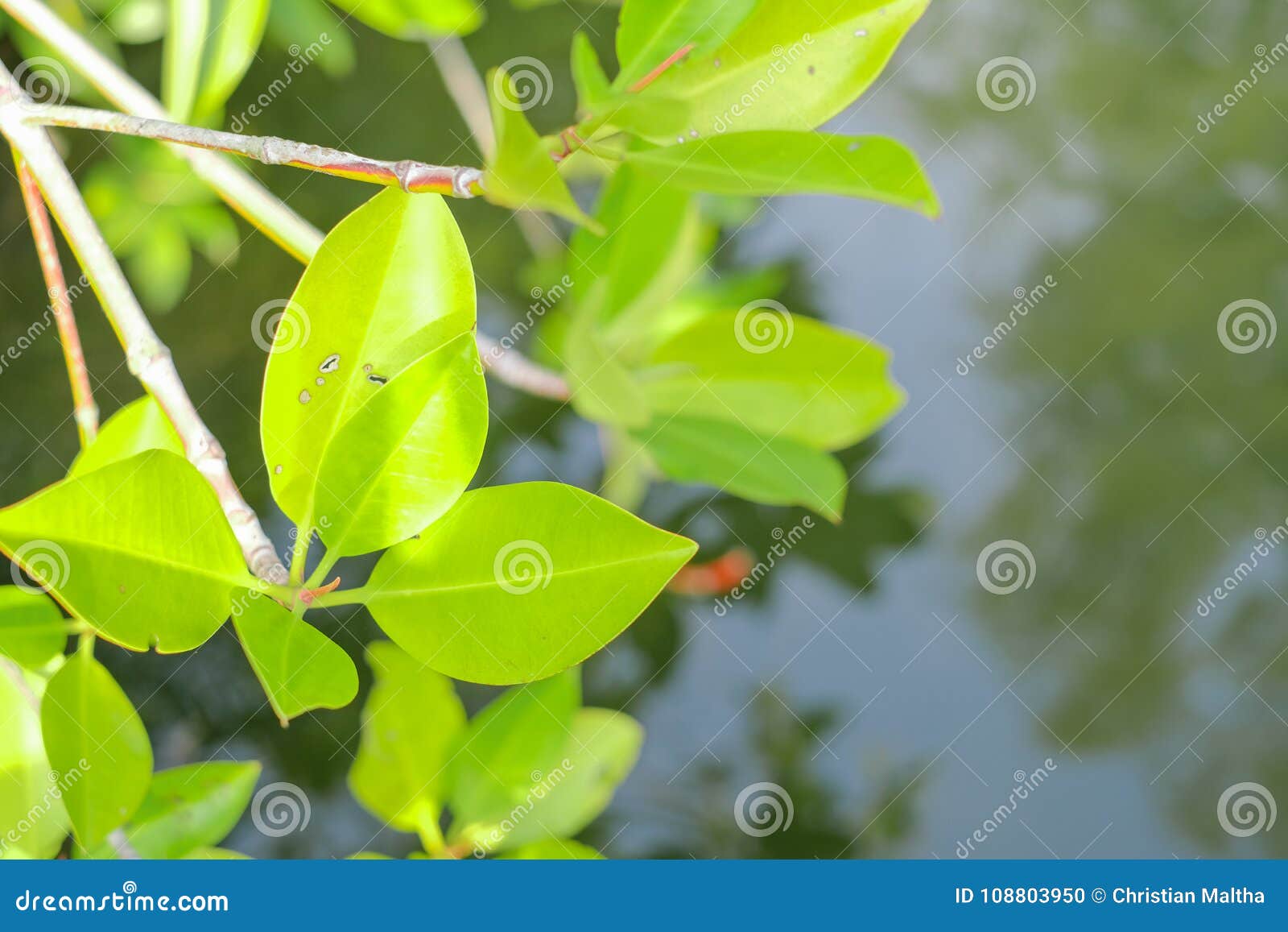 Green Leaves of Mangrove Tree Stock Photo - Image of climate, mangroves ...
