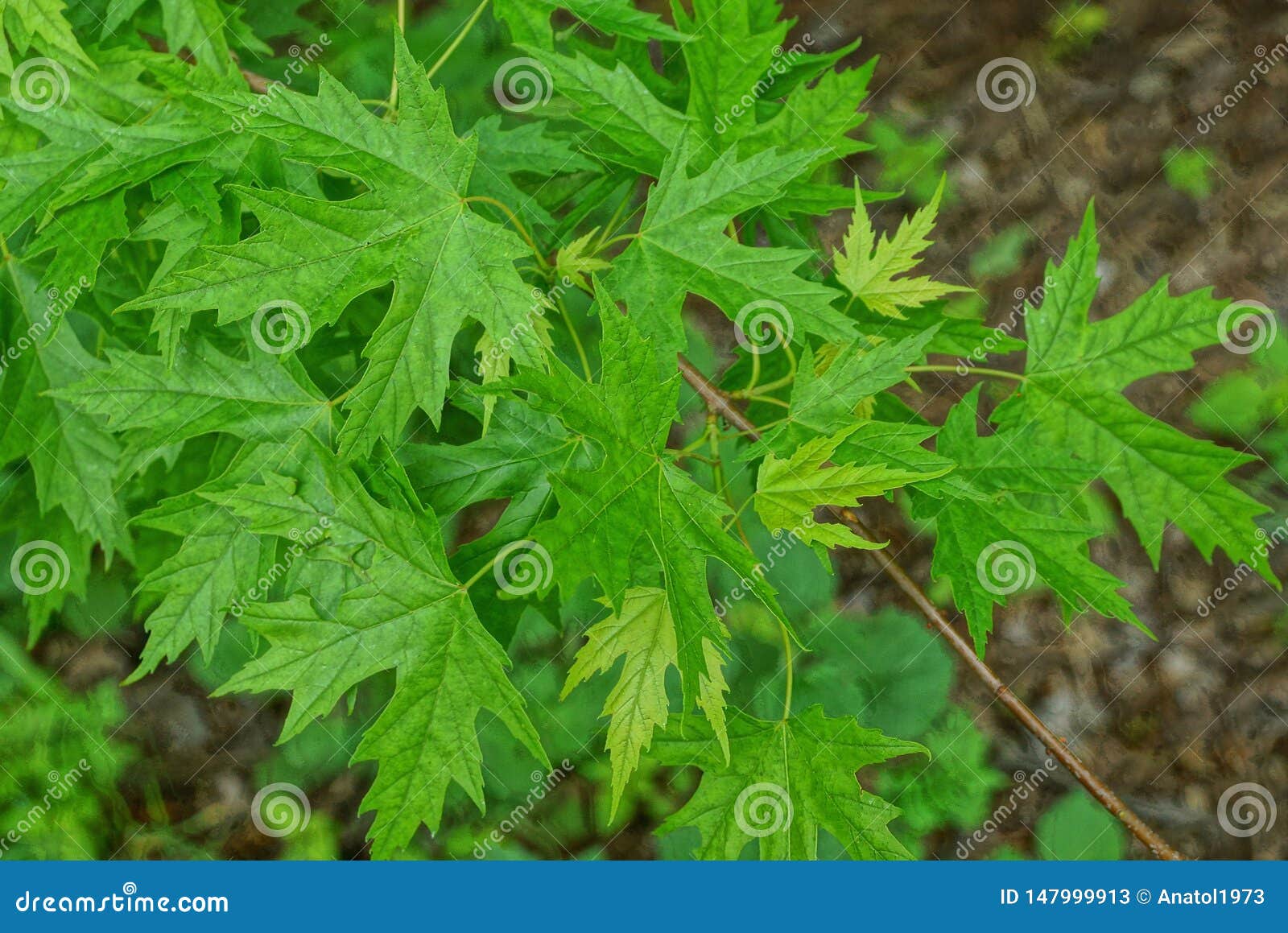 Green Leaves of a Maple on Tree Branches Stock Image - Image of natural ...