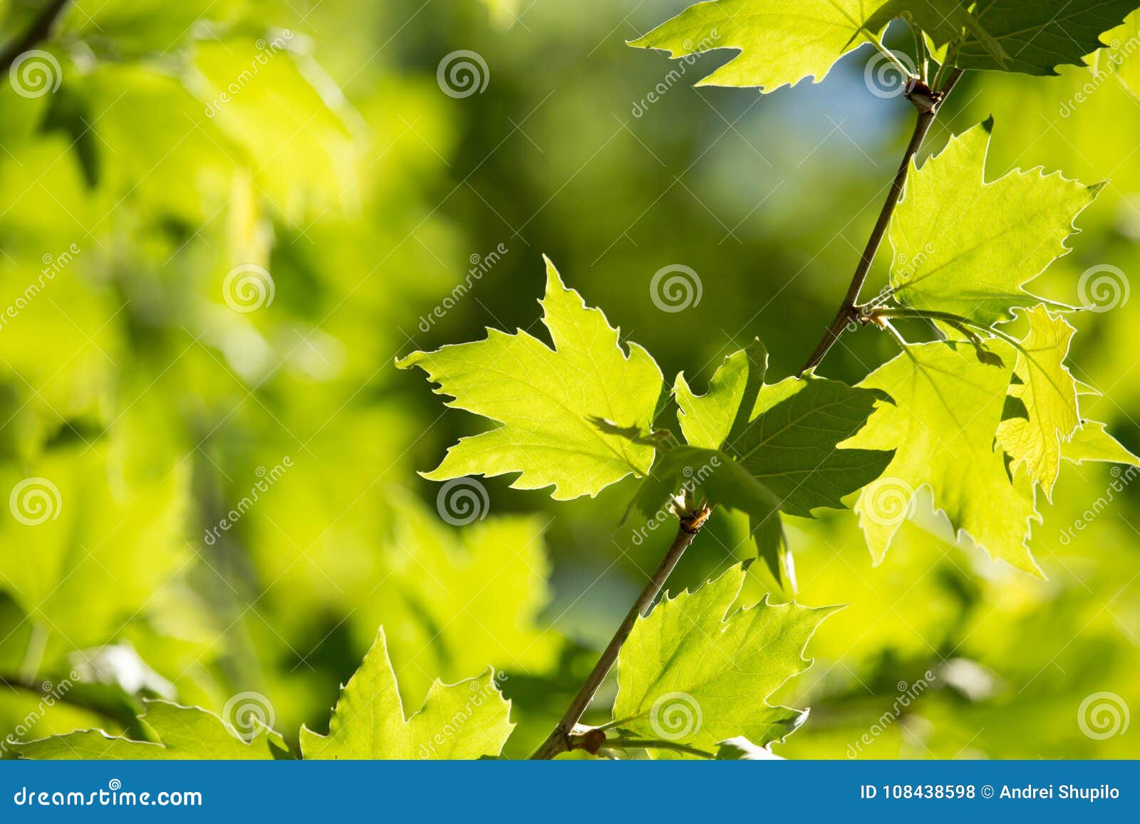 Green leaves on maple tree stock photo. Image of beautiful - 108438598