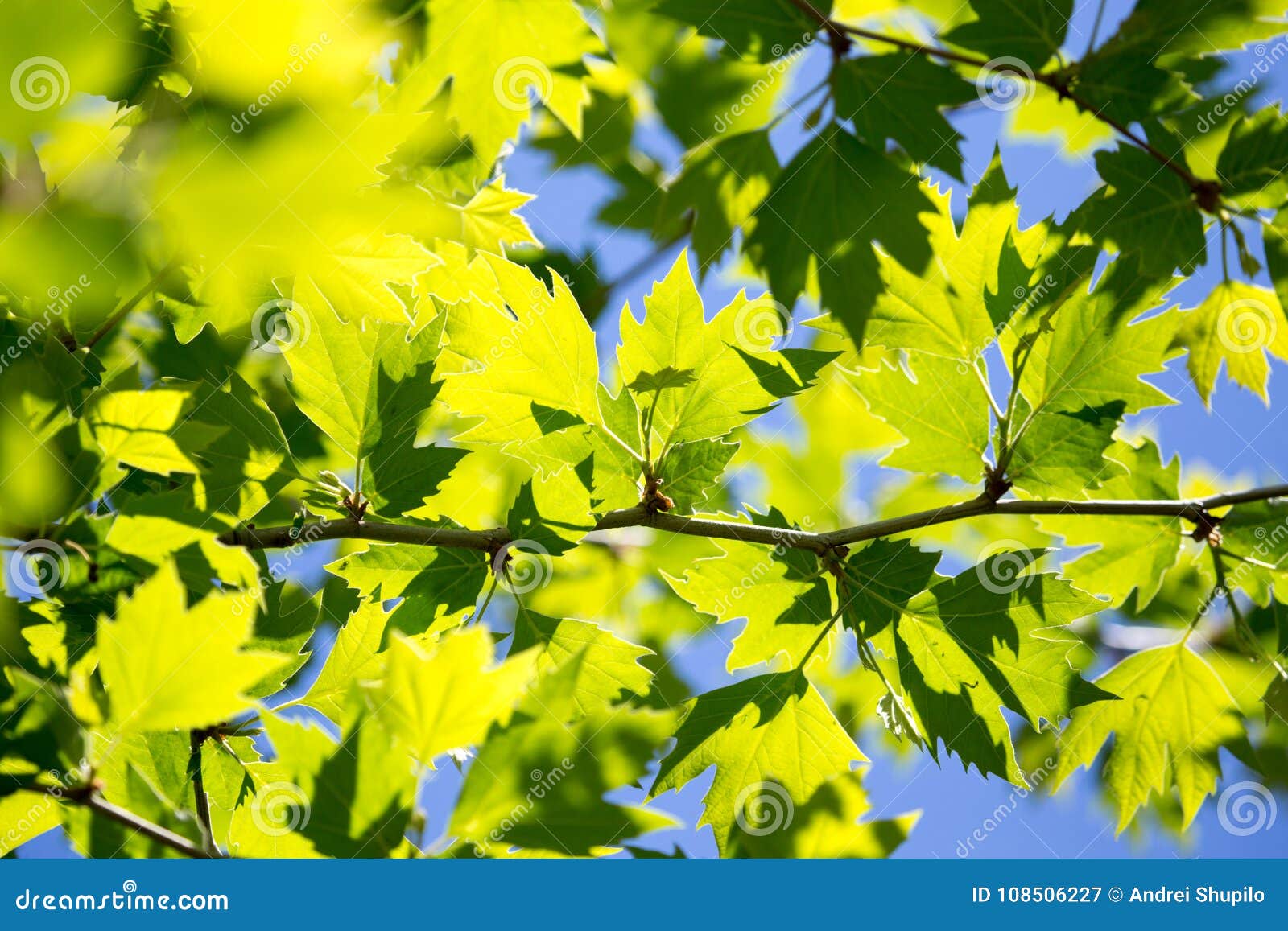Green leaves on maple tree stock image. Image of green - 108506227