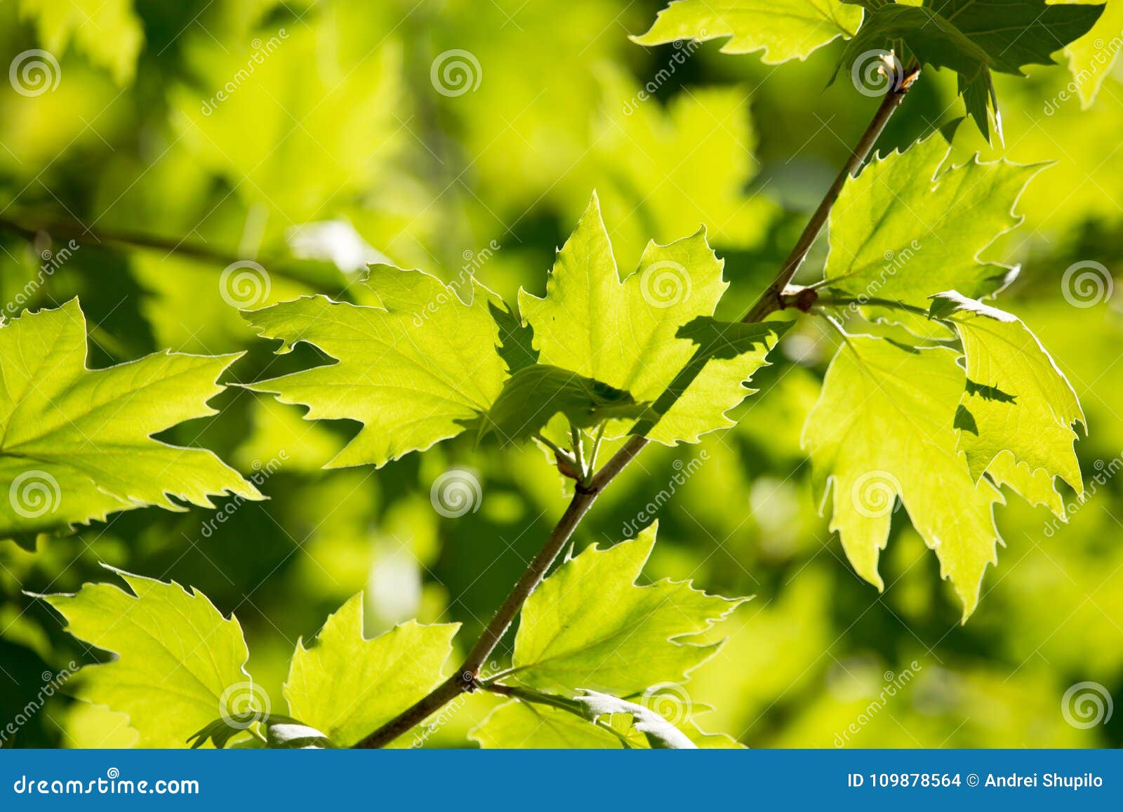 Green leaves on maple tree stock photo. Image of maple - 109878564