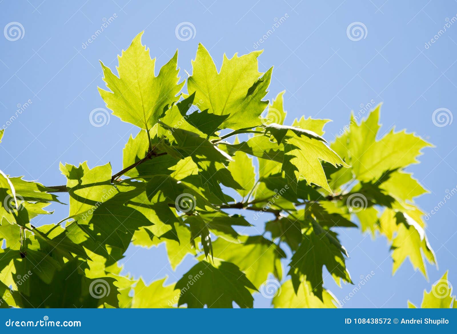 Green leaves on maple tree stock photo. Image of environment - 108438572