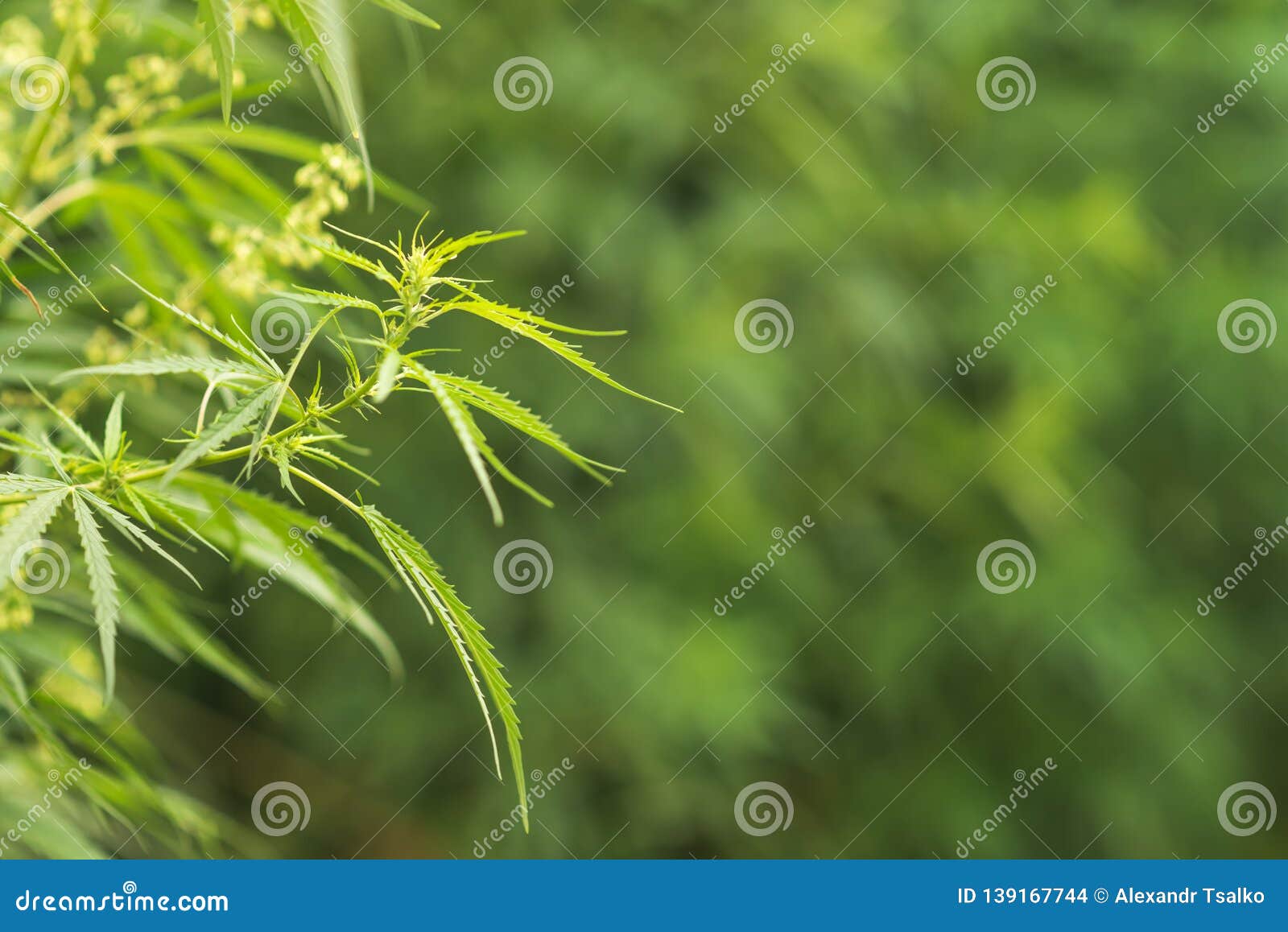 Fresh Marijuana Leaves Growing in Nature by the Road Stock Photo ...
