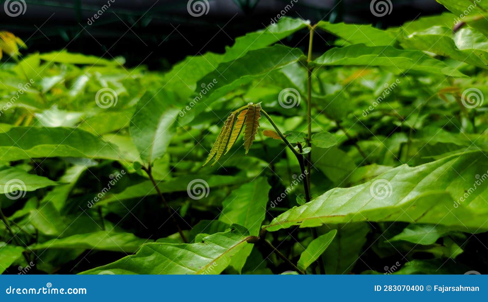Green Leaves from Matoa & X28;Pometia Pinnata& X29; Stock Photo - Image ...
