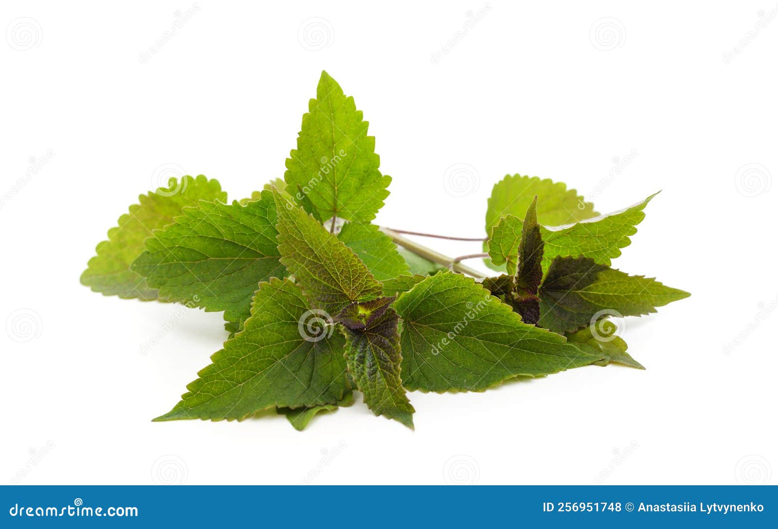 Green leaves of melissa stock photo. Image of detail - 256951748