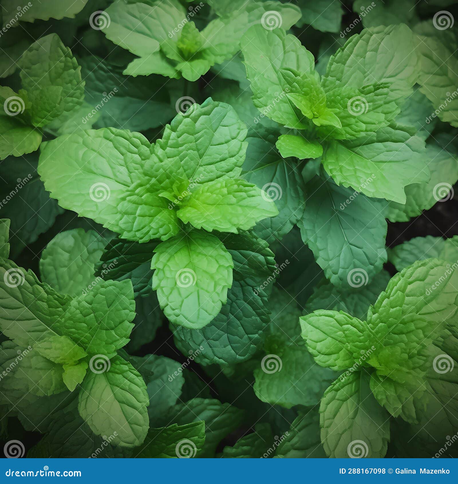 Green Leaves of Mint. Ai Generation Stock Photo - Image of fruit, mint ...