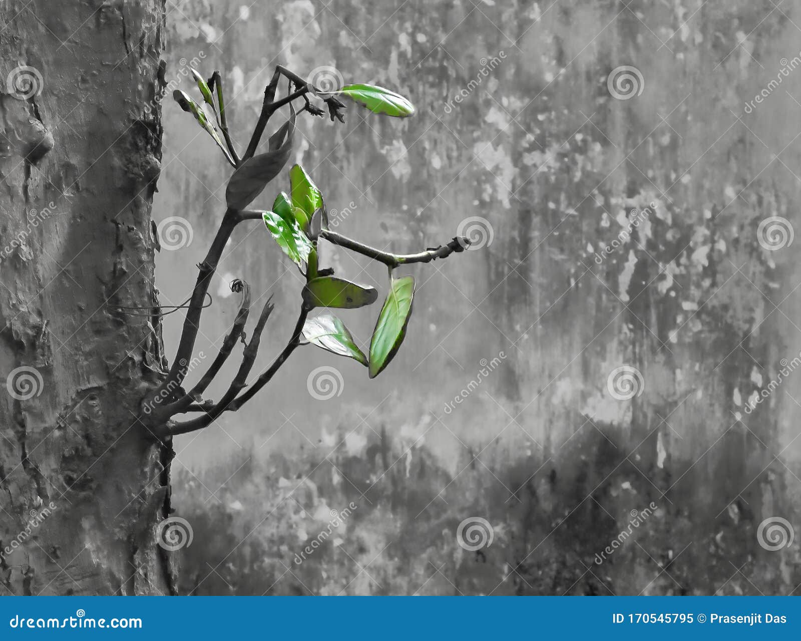 Green Leaves Mono Background Stock Image - Image of leaves, green ...