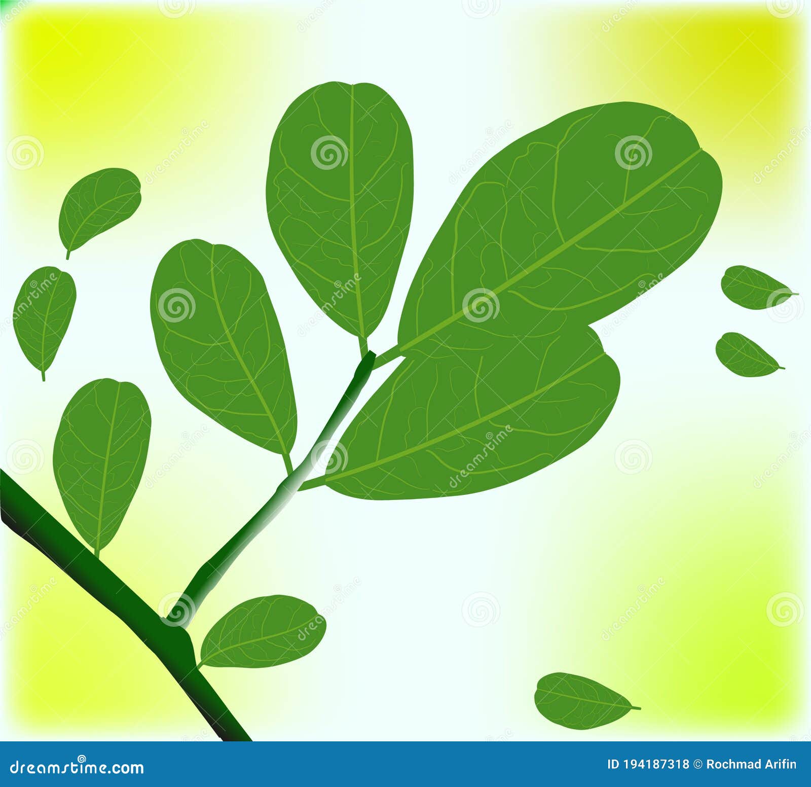 Moringa Green Leaves Seamless Pattern. Vector Illustration Of Moringa ...
