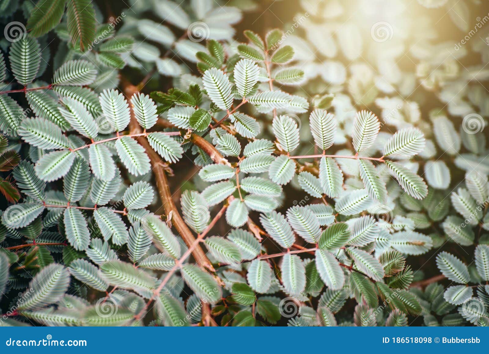 Green Leaves with Morning Sun Light for Backgrounds and Wallpapers ...