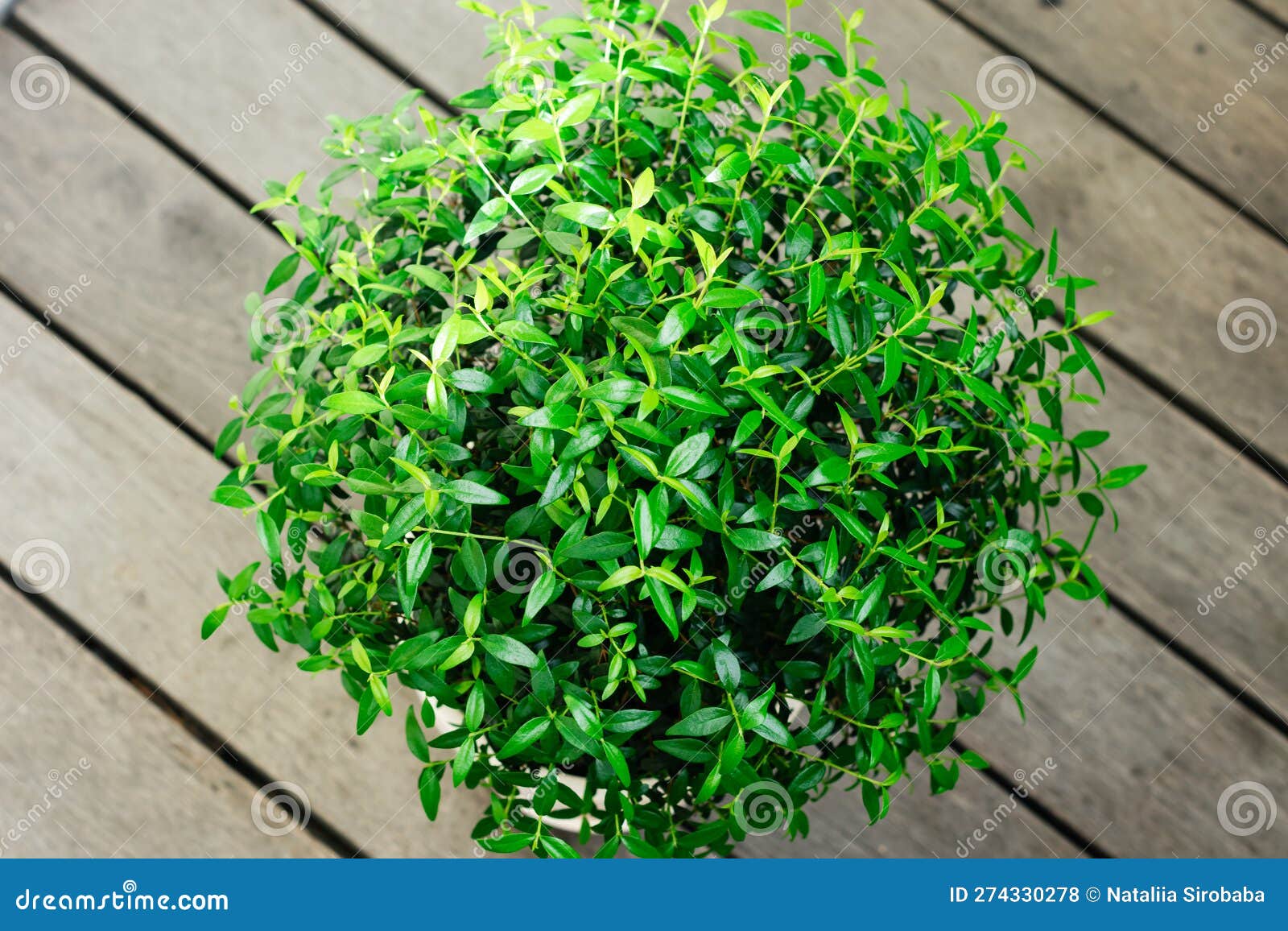 Green Leaves of Myrtle Tree Stock Photo - Image of wooden, background ...