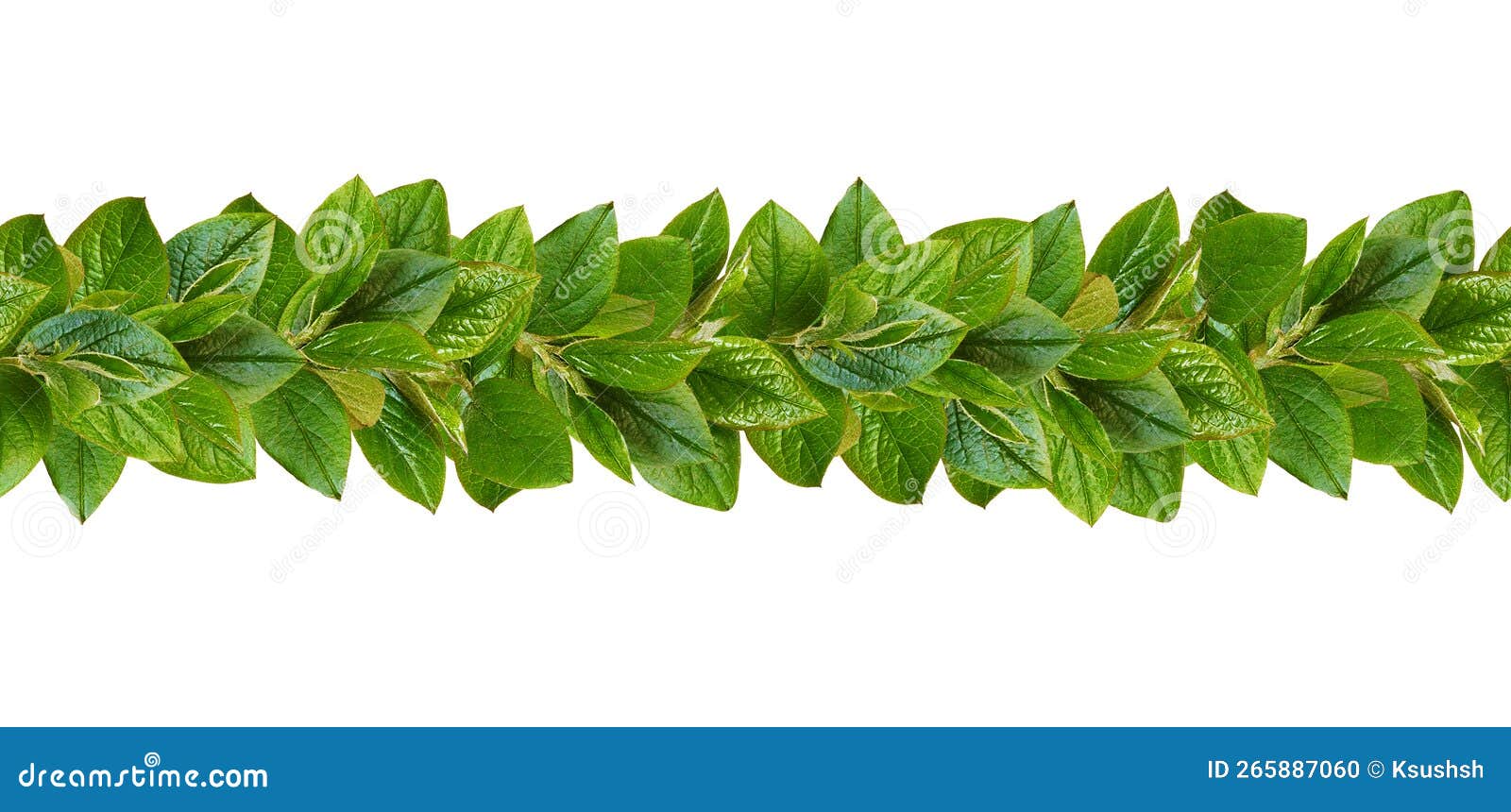 Green Leaves in Natural Line Seamless Pattern Isolated Stock Photo ...