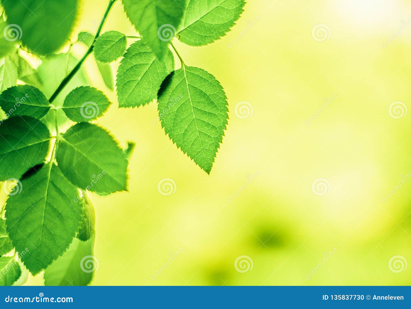 Green Leaves - Nature Backgrounds and Springtime Concept Stock Photo ...