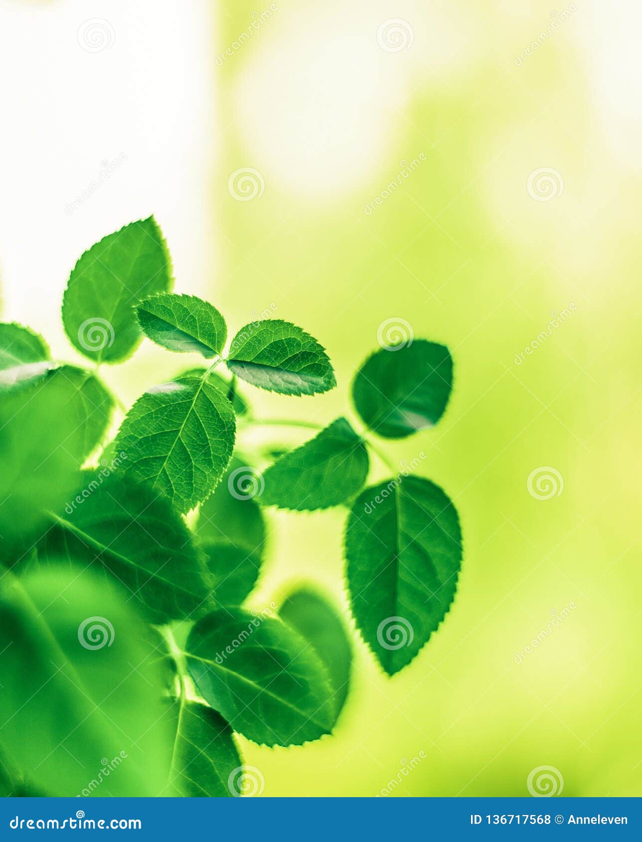 Green Leaves - Nature Backgrounds and Springtime Concept Stock Photo ...