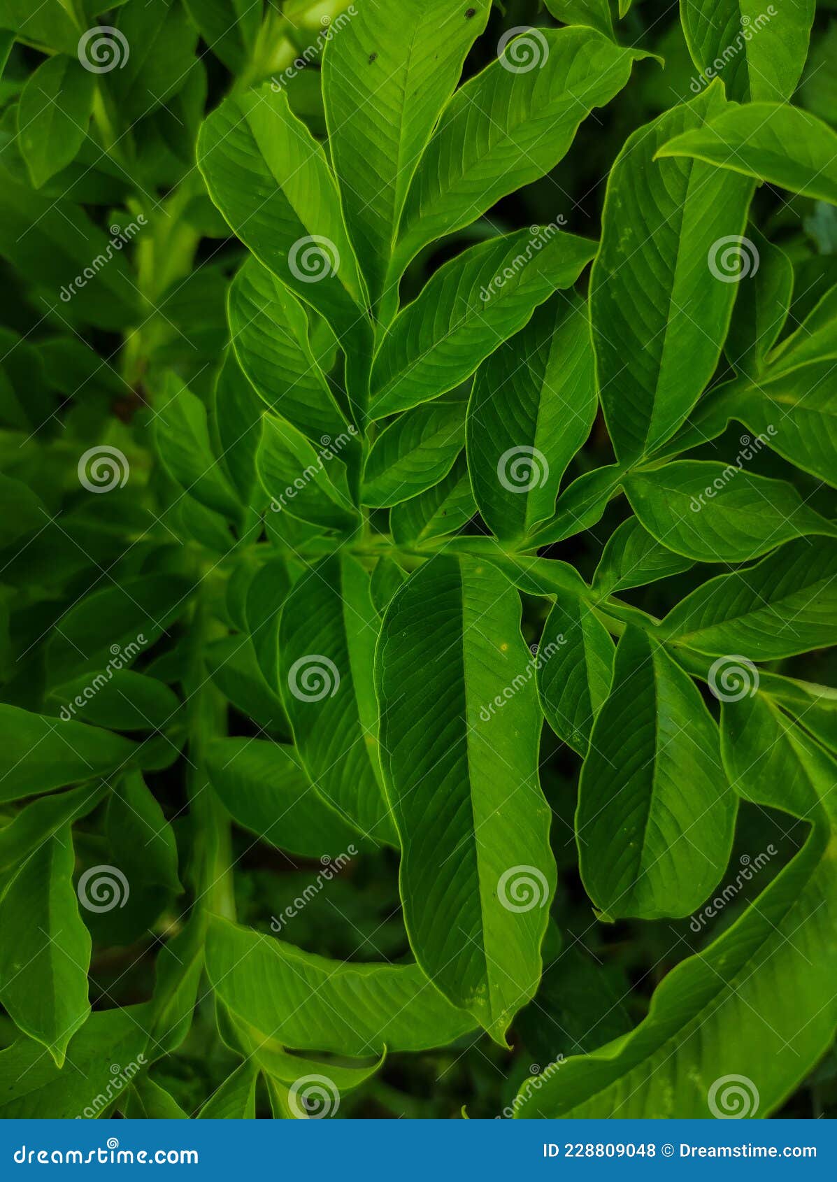 Green Leaves stock photo. Image of leaves, nature, paradise - 228809048