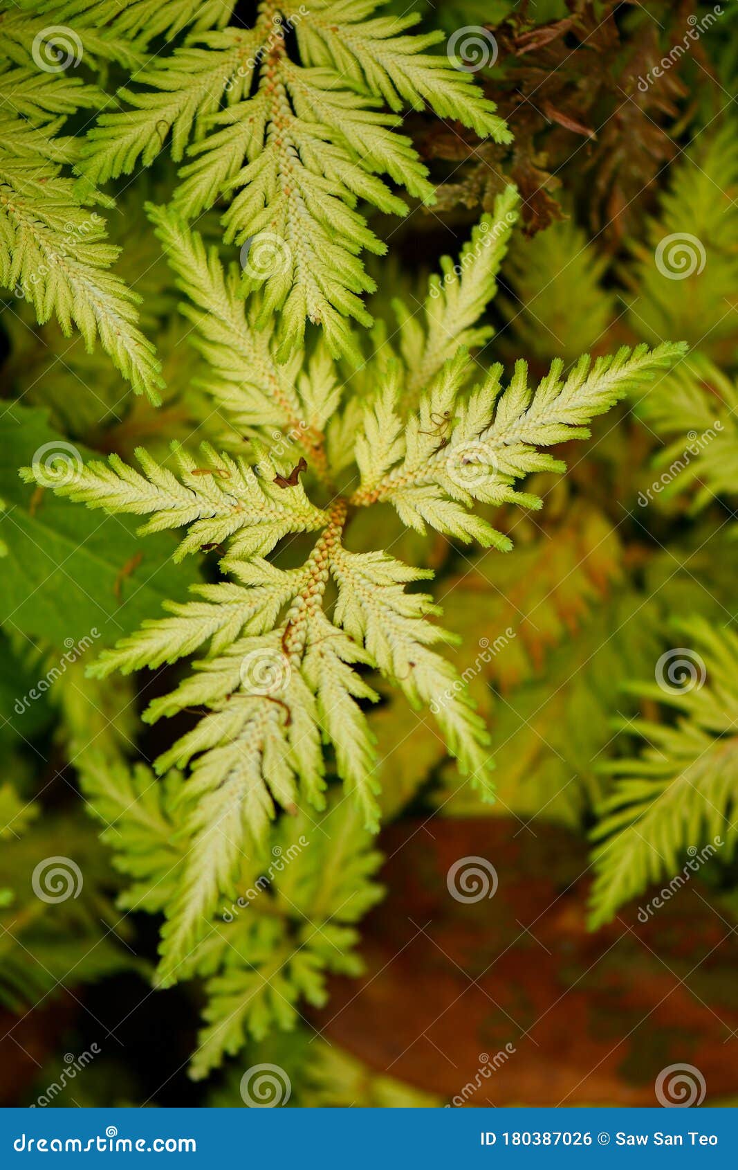 Green Nature Patterns for Background Stock Photo - Image of freshness ...