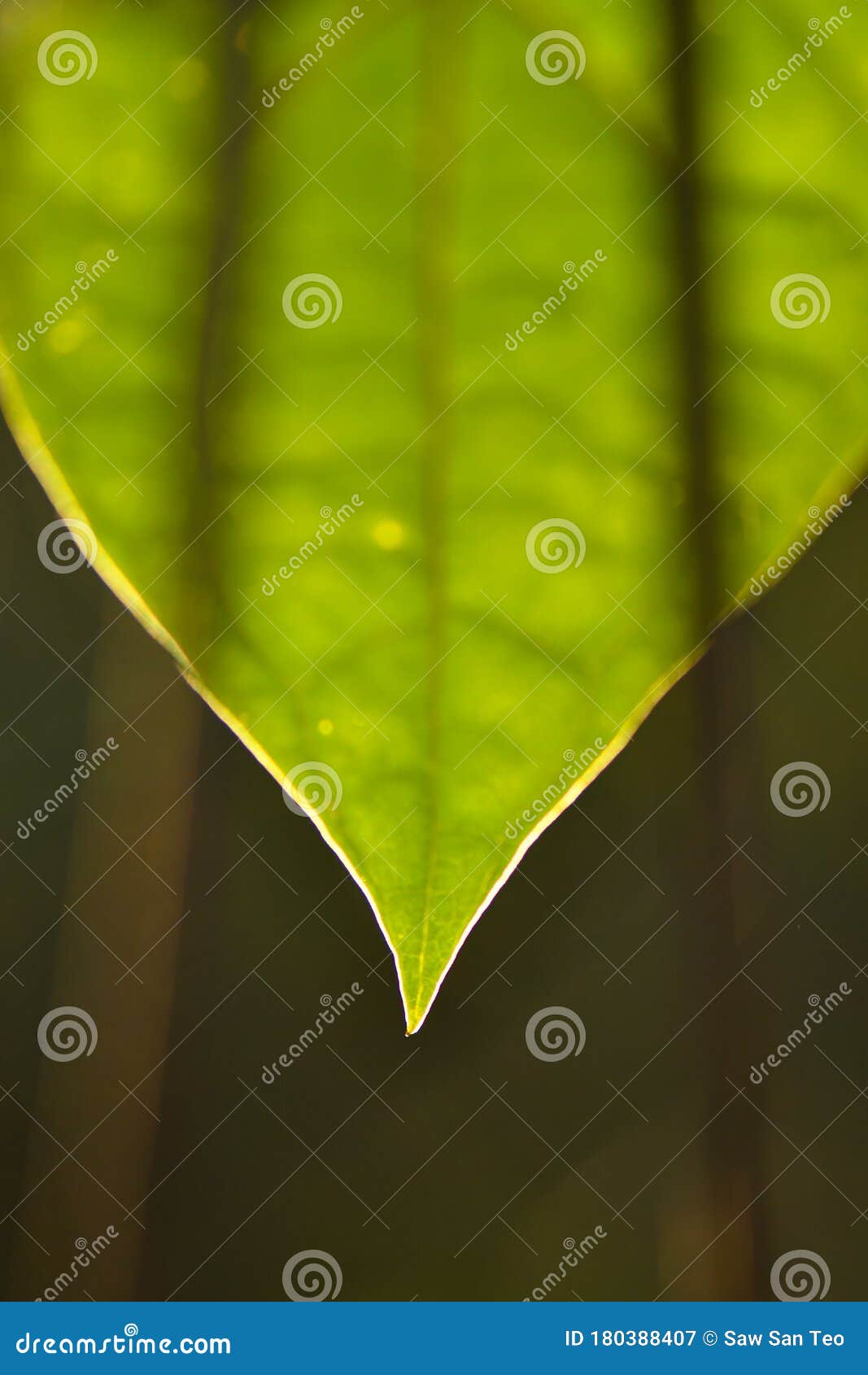 Green Nature Patterns for Background Stock Image - Image of environment ...