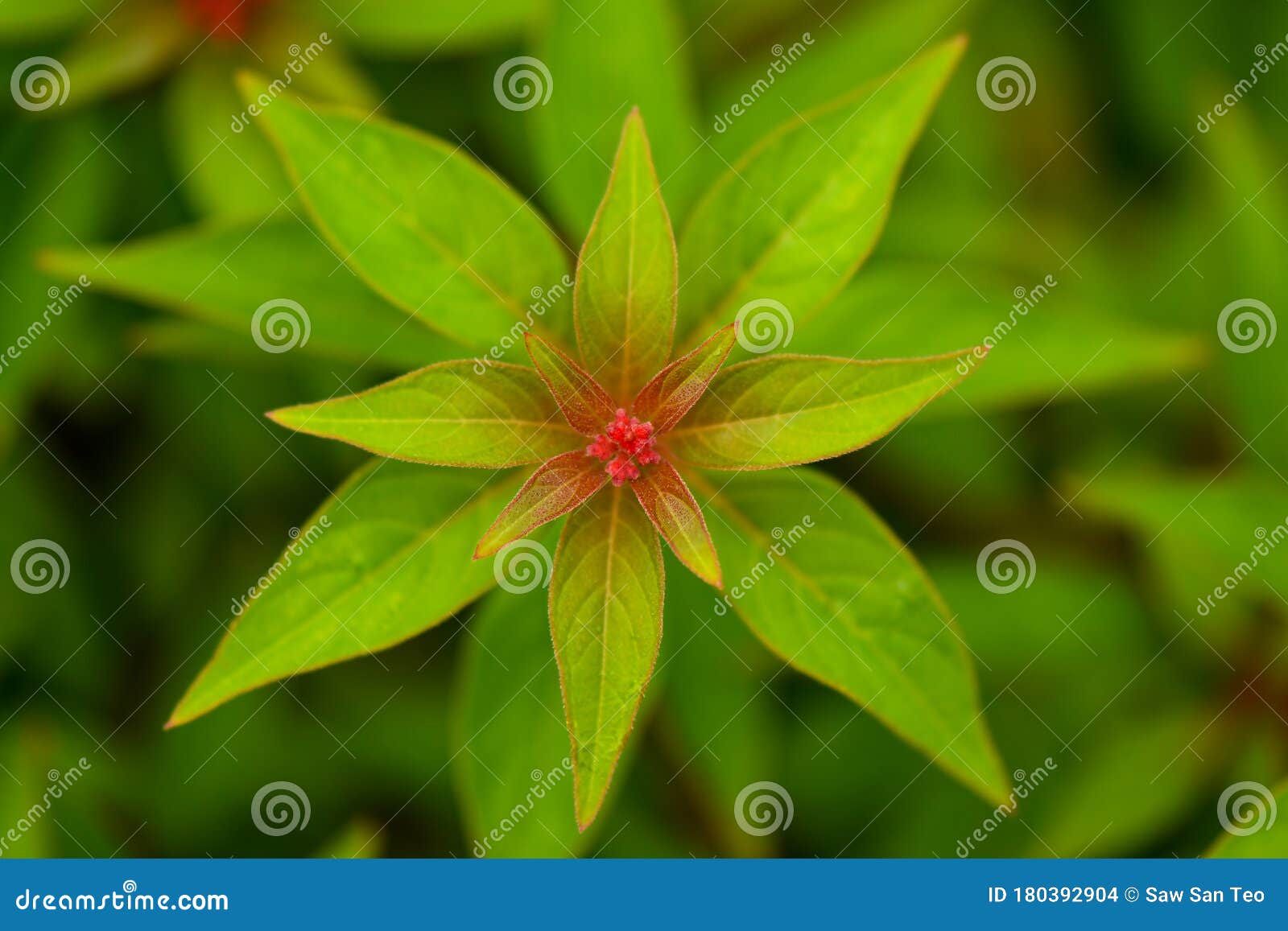 Green Nature Patterns for Background Stock Photo - Image of botanical ...