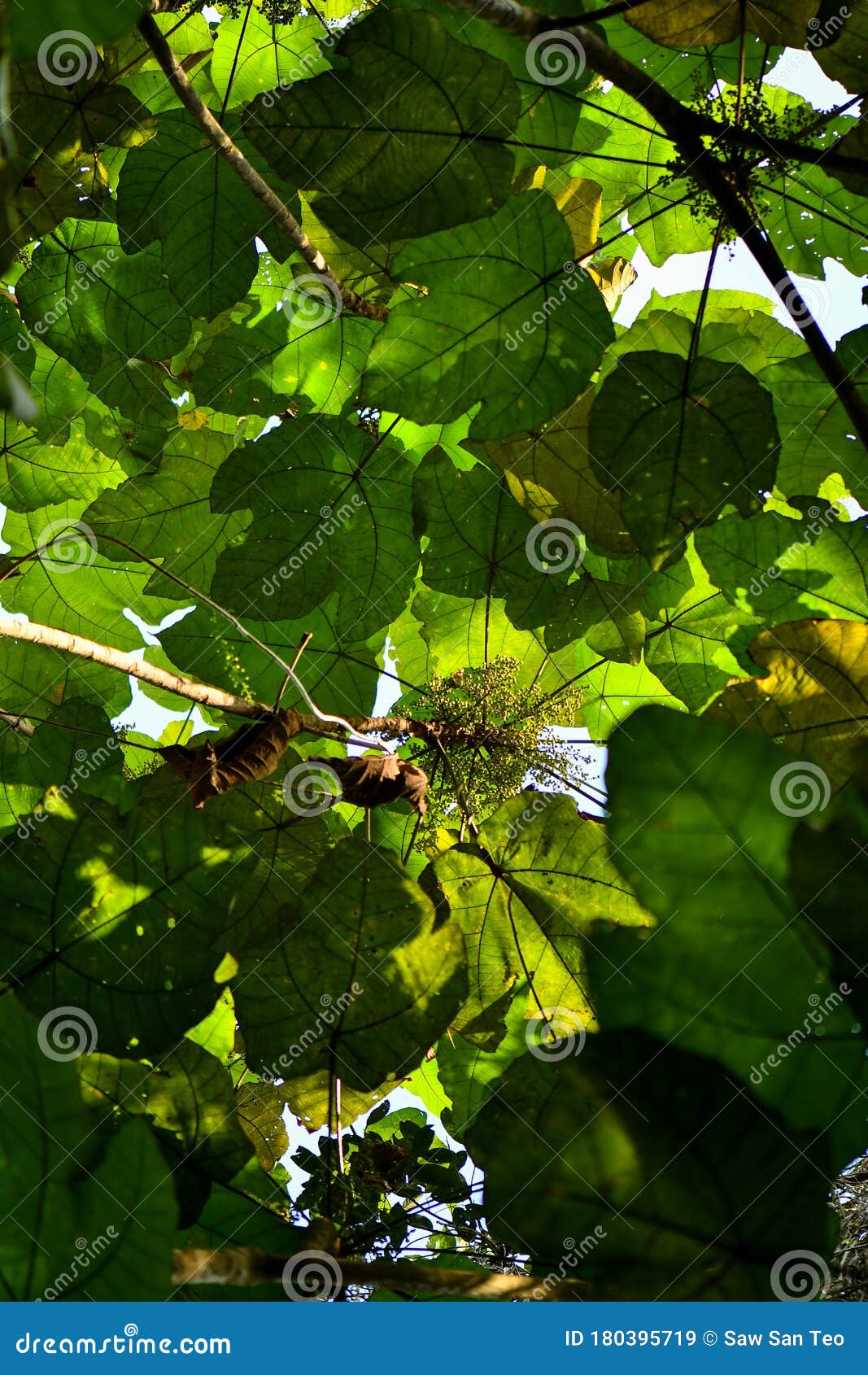 Green Nature Patterns for Background Stock Image - Image of color ...