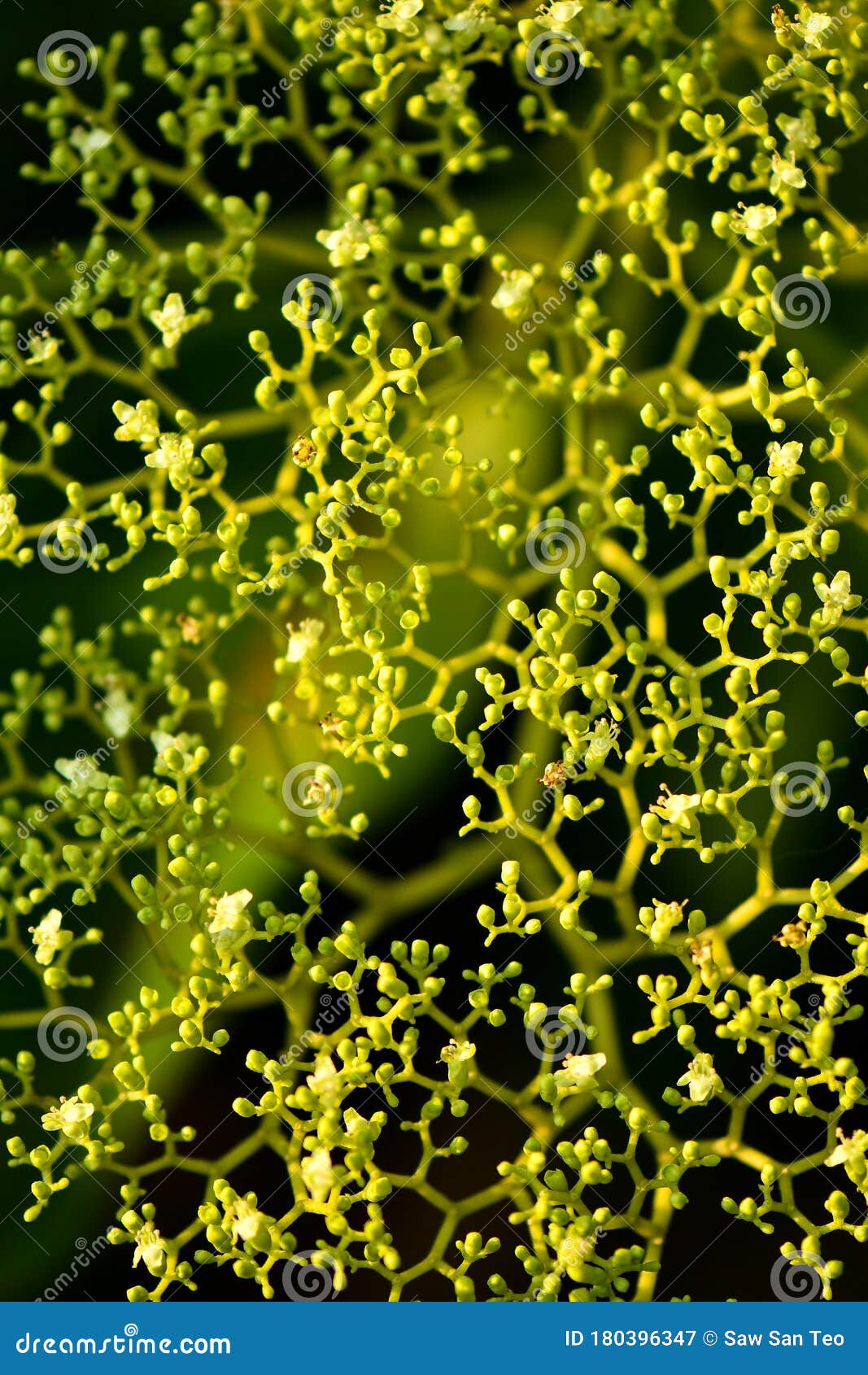 Green Nature Patterns for Background Stock Image - Image of backdrop ...