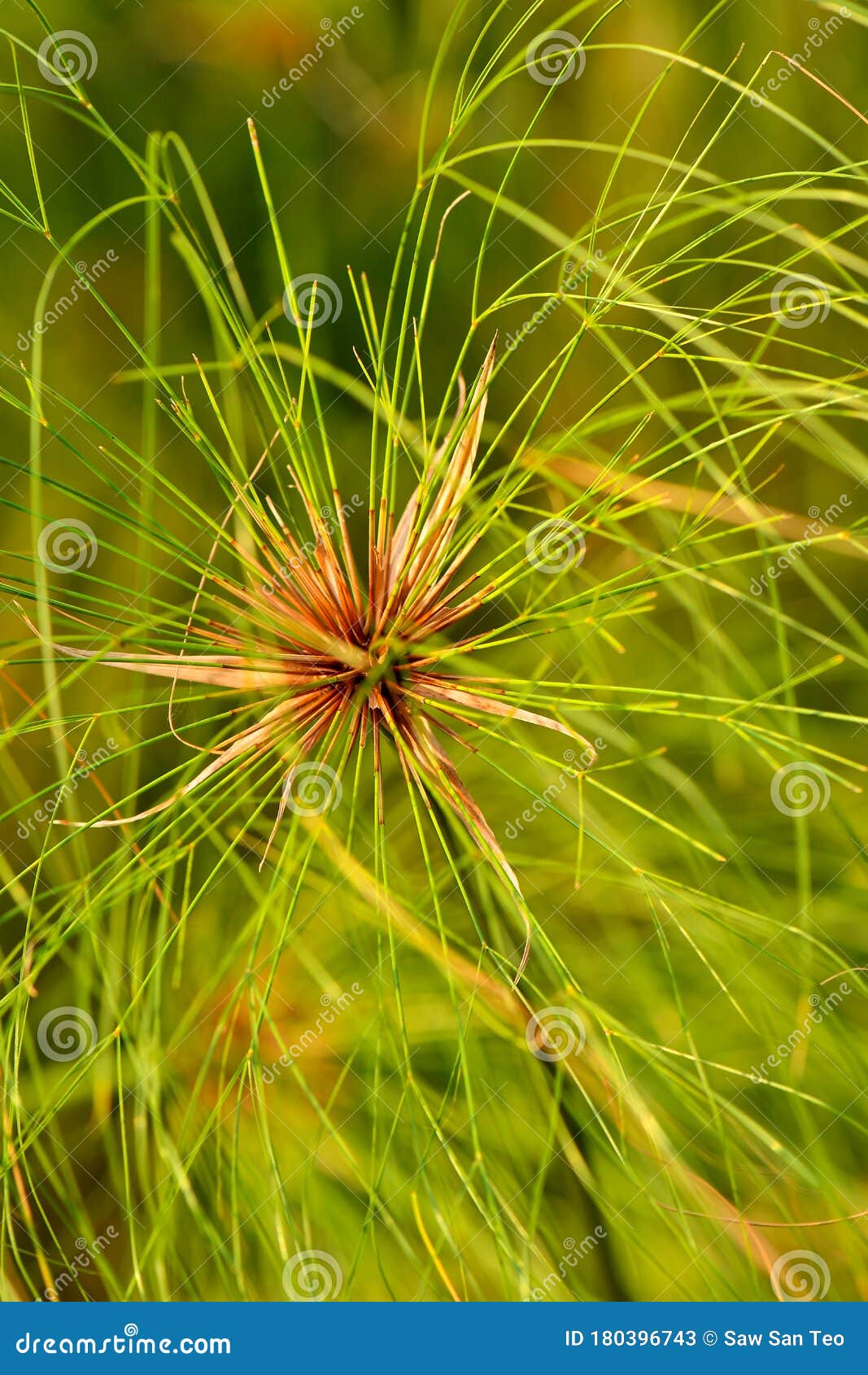 Green Nature Patterns for Background Stock Image - Image of closeup ...