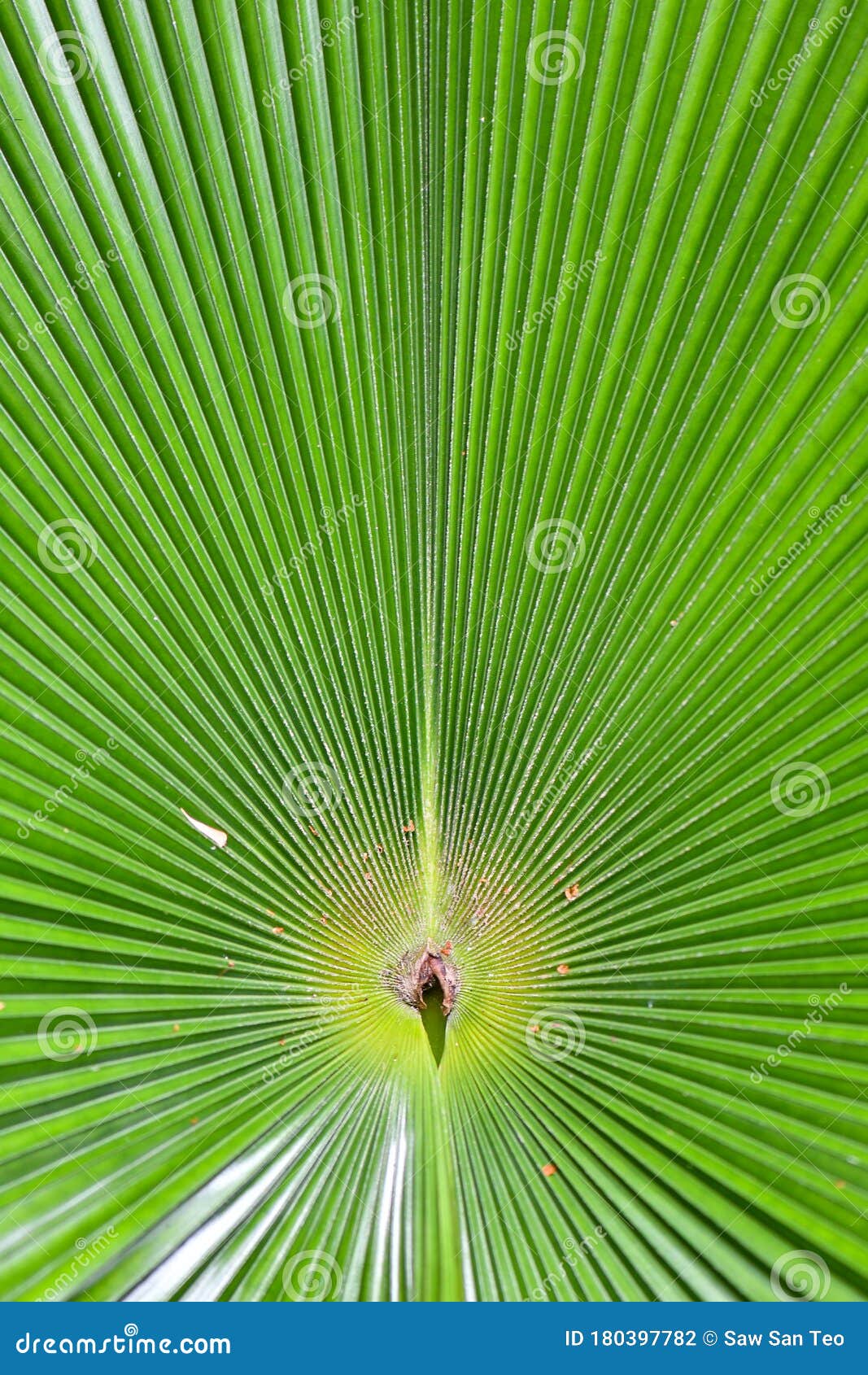 Green Nature Patterns for Background Stock Photo - Image of leaf, decor ...