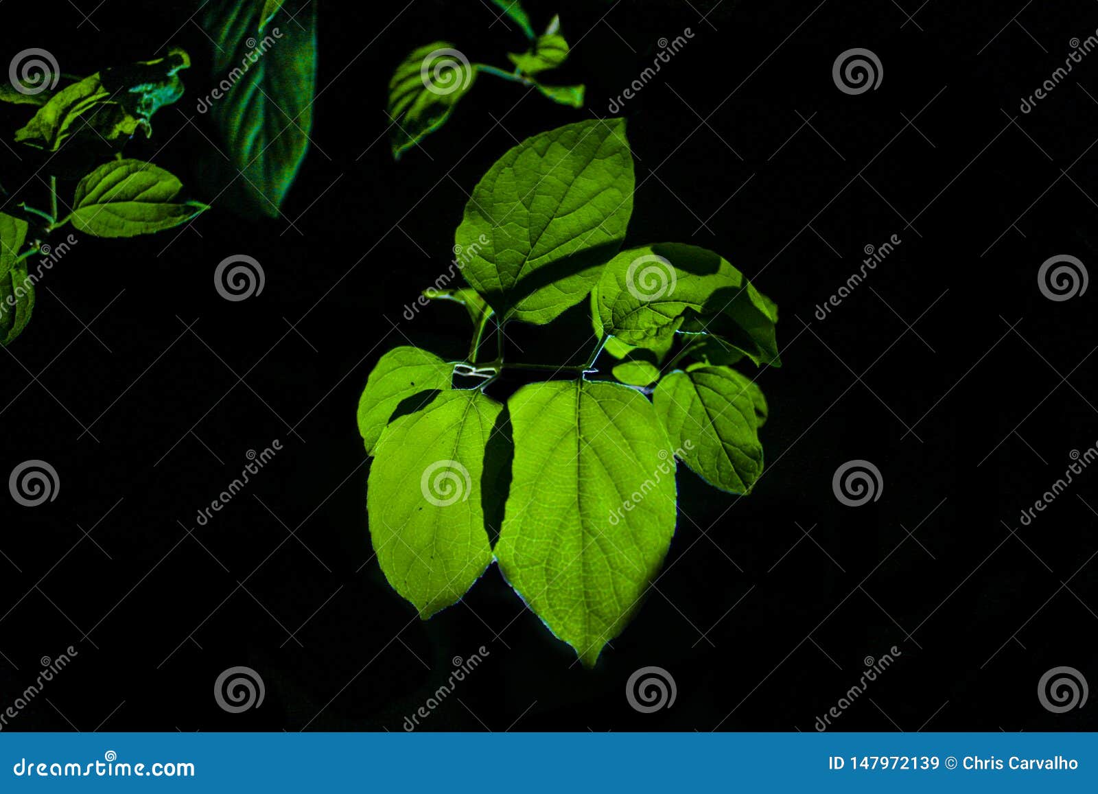 Green leaves at night stock image. Image of night, leaf - 147972139