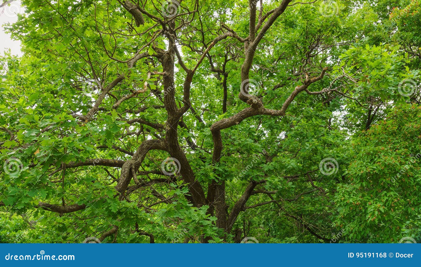Green leaves of oak tree stock photo. Image of deciduous - 95191168