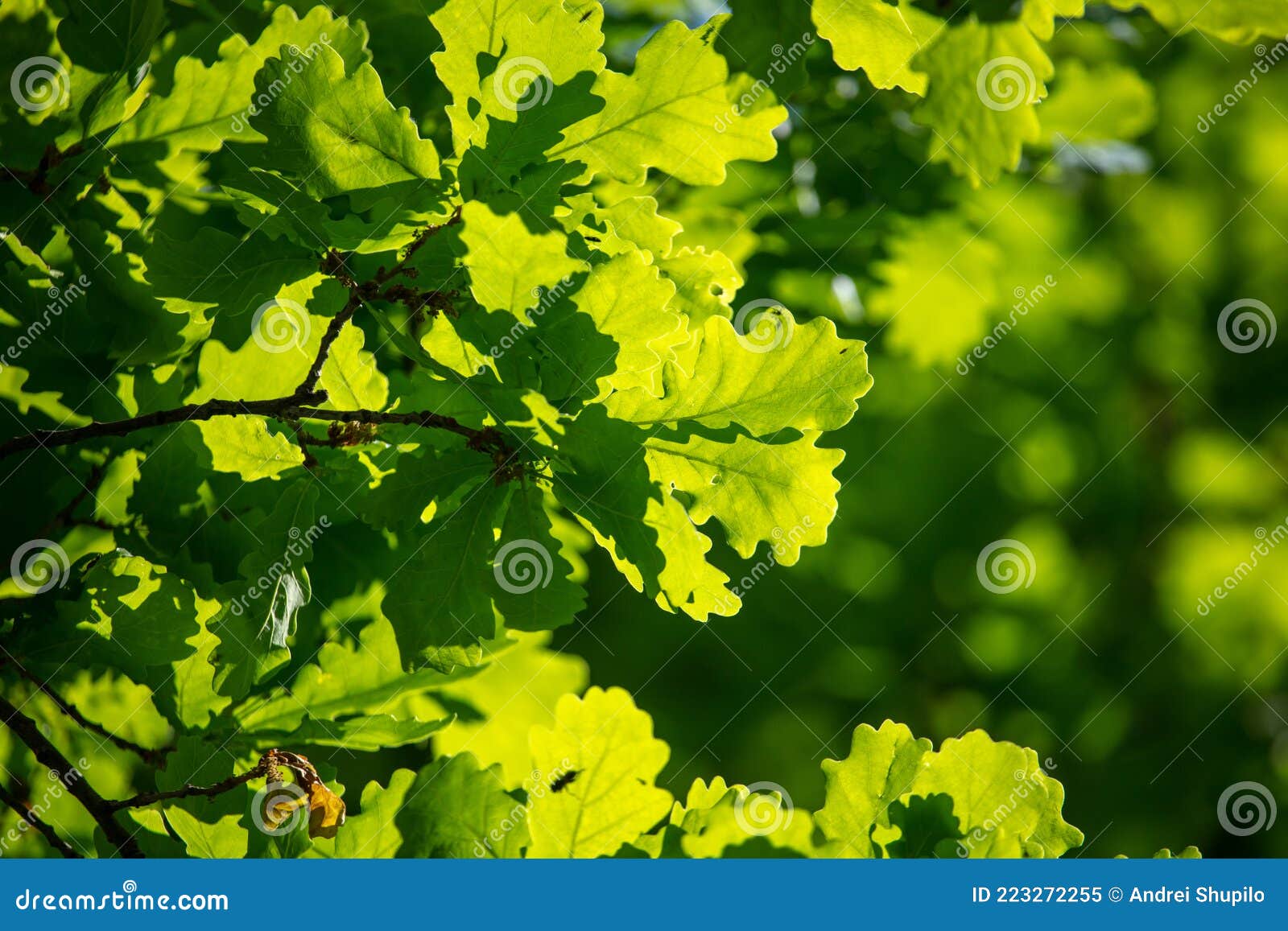 Green Leaves on the Oak Tree Stock Image - Image of fresh, organic ...