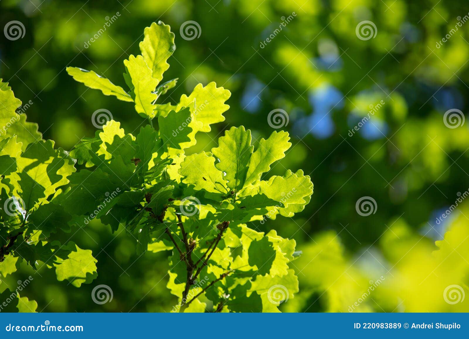 Green Leaves on the Oak Tree Stock Image - Image of branch, focus ...