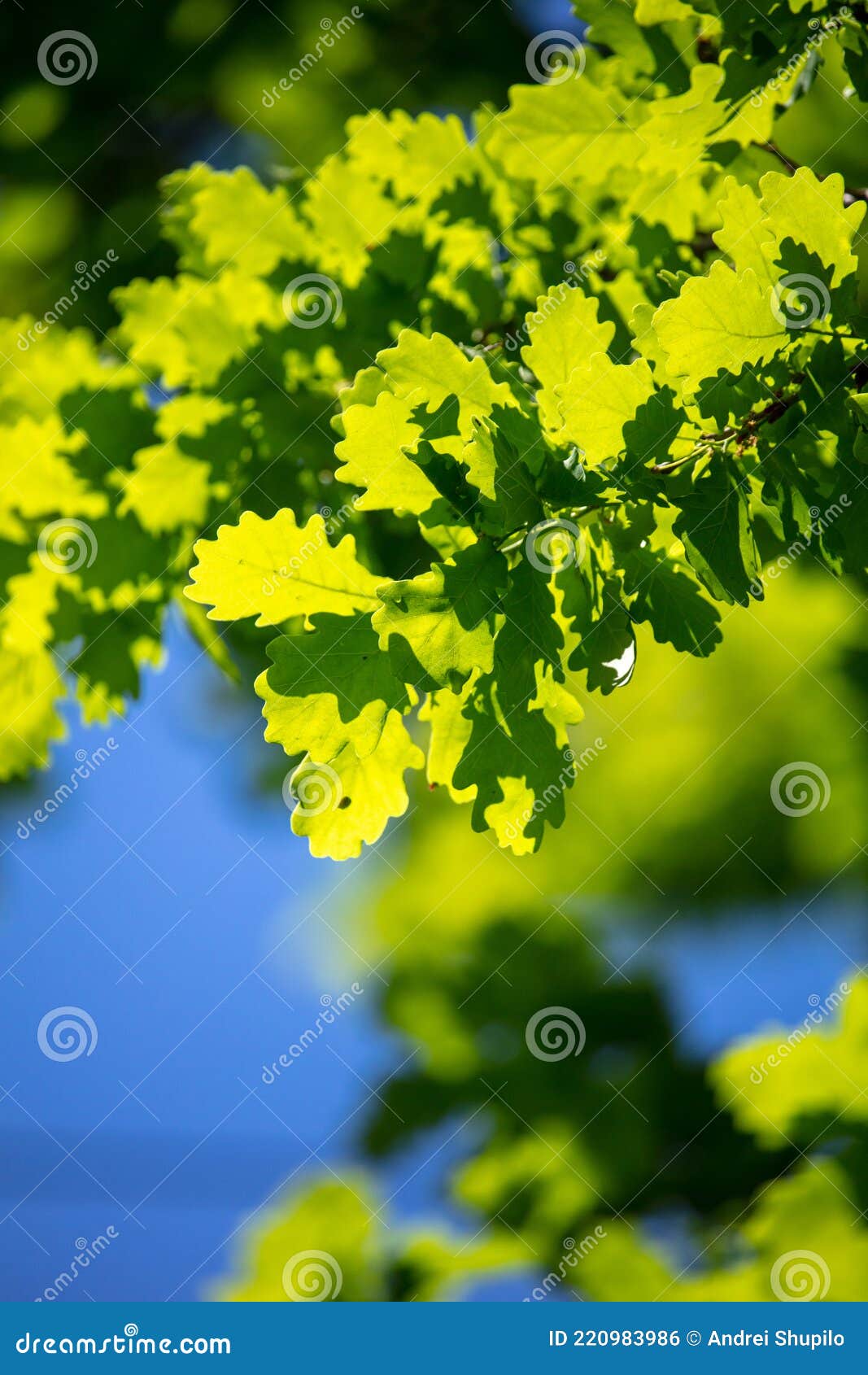 Green Leaves on the Oak Tree Stock Photo - Image of summer, texture ...