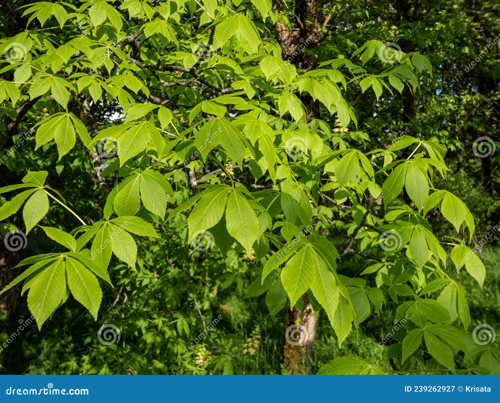 Green Leaves of the Ohio Buckeye Aesculus Glabra in Sunlight in Spring ...