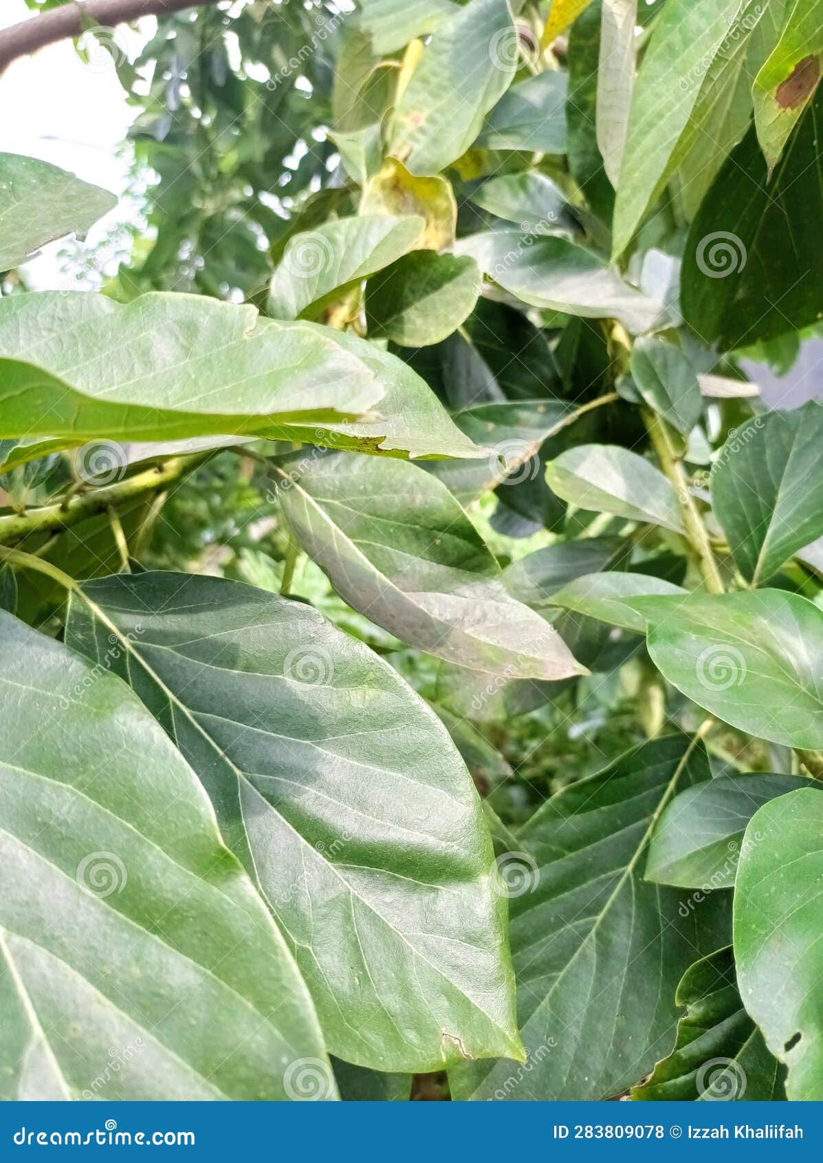 The Green Leaves of the Old Avocado Tree are Shiny. it is a Single Type ...