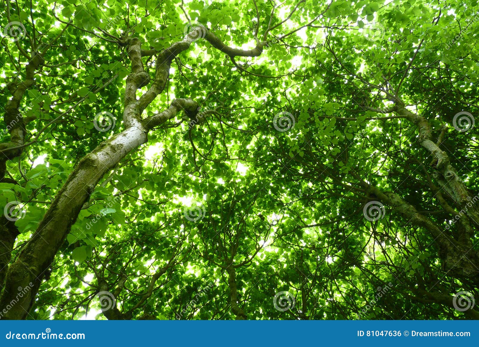 Green stock photo. Image of leaves, bushes, summer, bush - 81047636