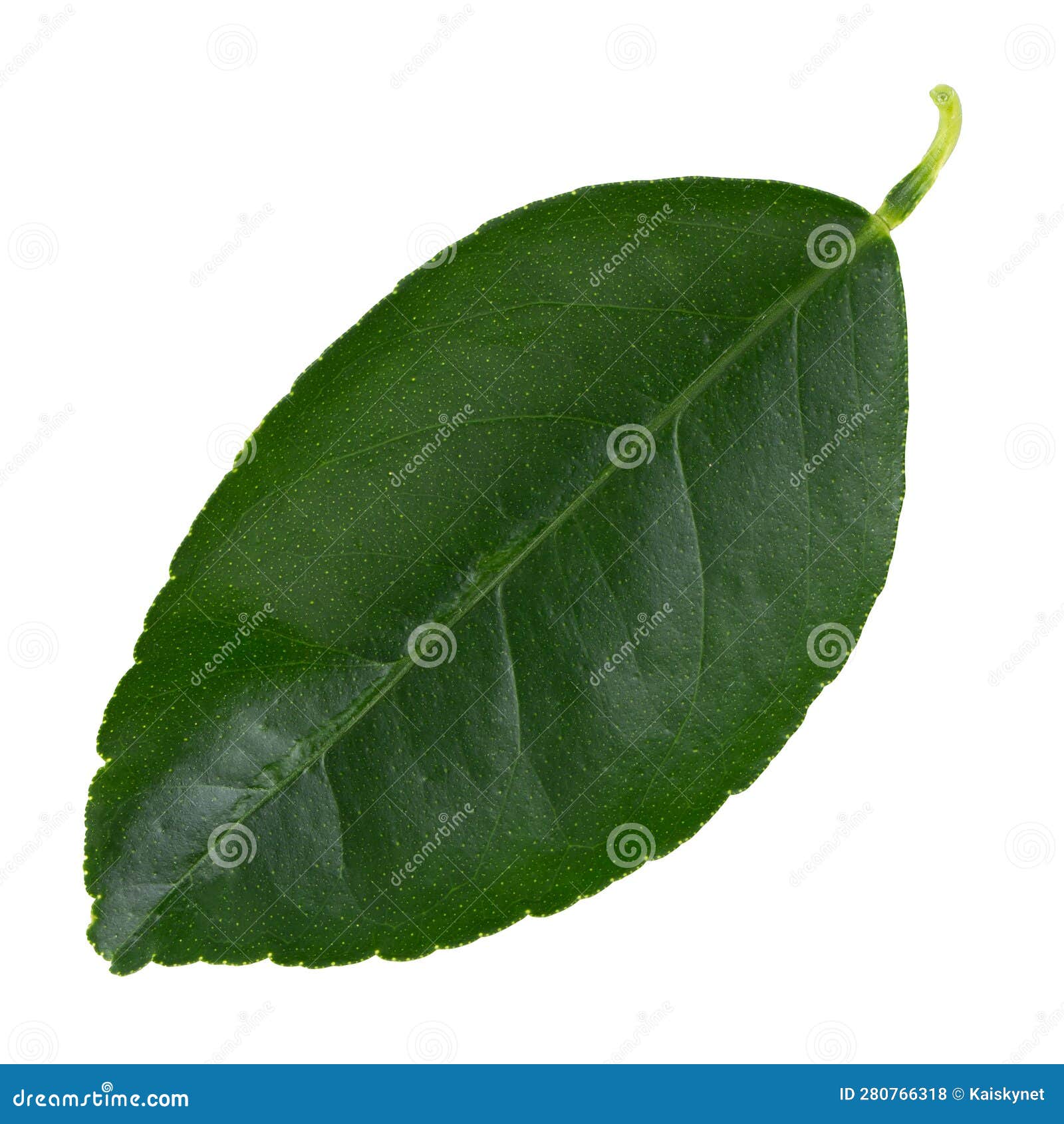 Green Leaves Orange Isolated on a White Background Stock Photo - Image ...