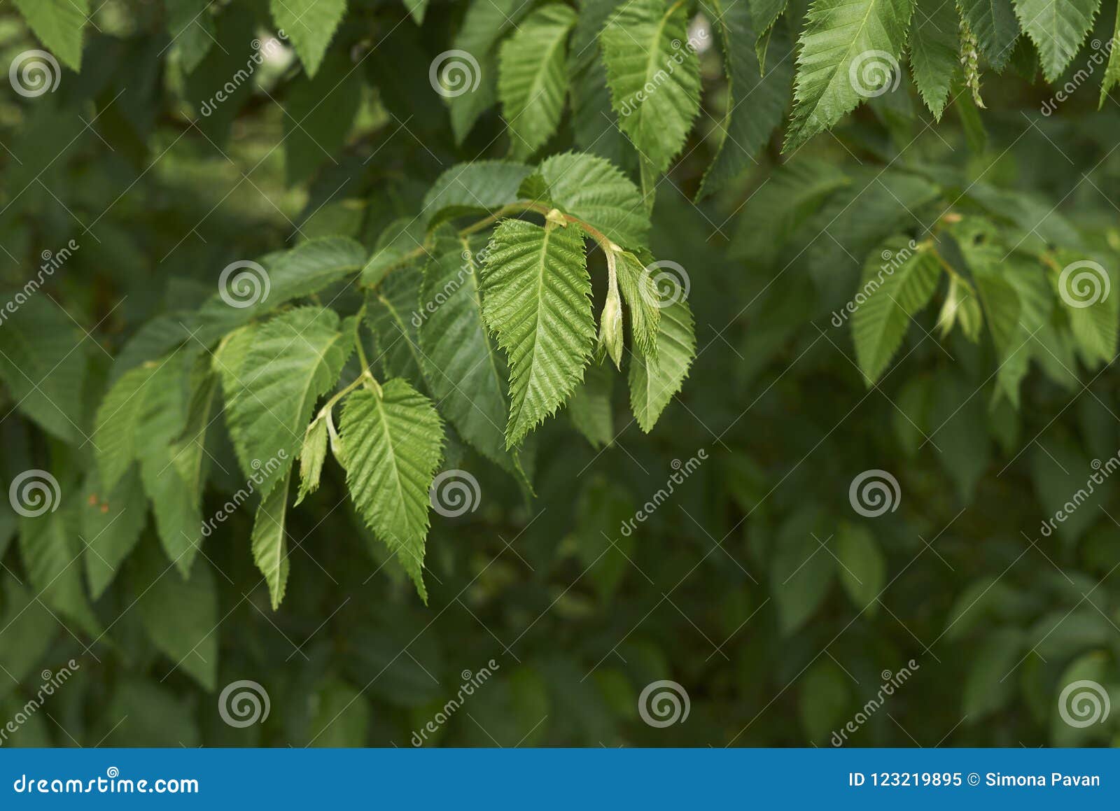 Ostrya Carpinifolia With Inflorescence Stock Image | CartoonDealer.com ...